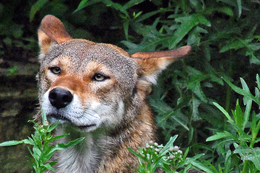 Red Wolf Eating