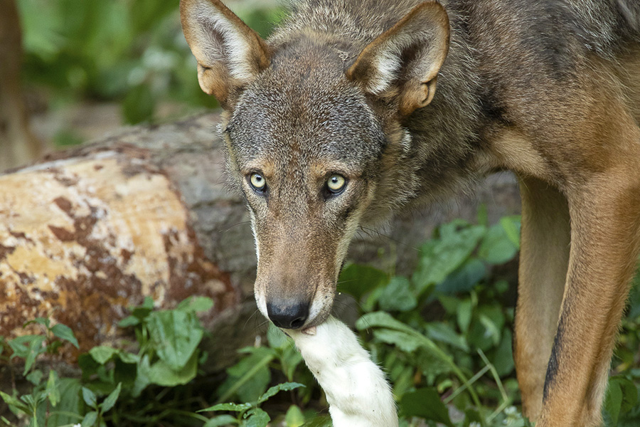 Red Wolf Eating