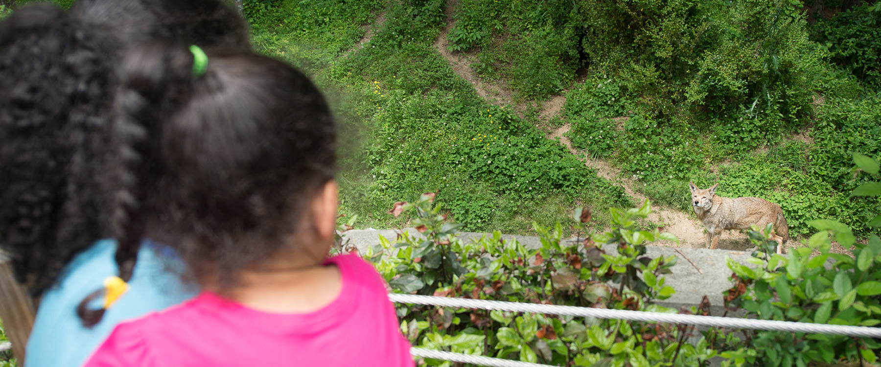 Explore the Wild: Red Wolves - Museum of Life and Science