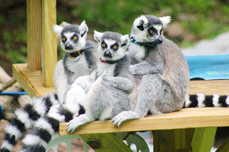 Explore the Wild: Lemurs and Tortoises - Museum of Life and Science