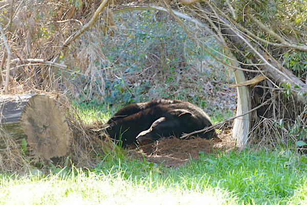 Bears, Burls, and Butter-butts - Museum of Life and Science