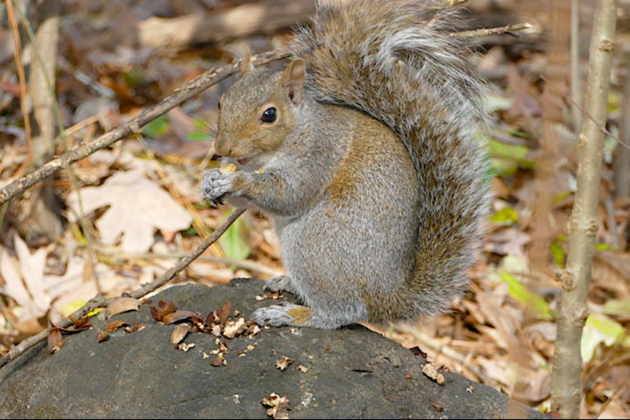 Busy time for squirrels - Museum of Life and Science