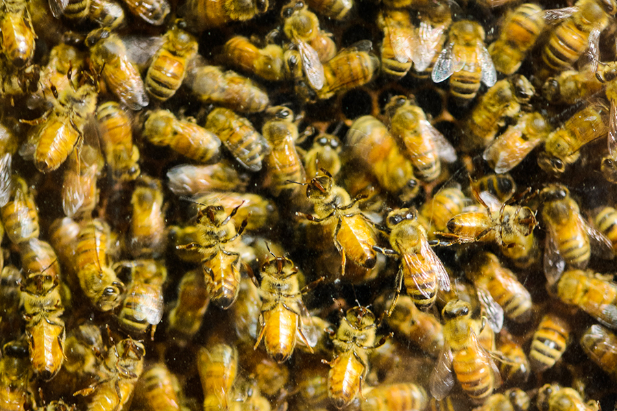 Insectarium - Museum of Life and Science