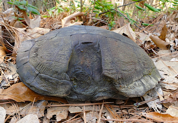 An old familiar friend - Museum of Life and Science