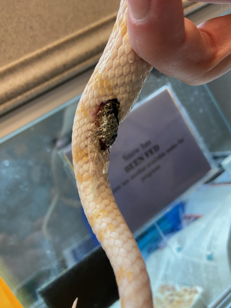 Honey and snakes? - Museum of Life and Science