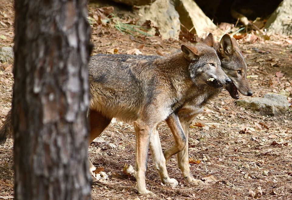 A step in the right direction - Museum of Life and Science