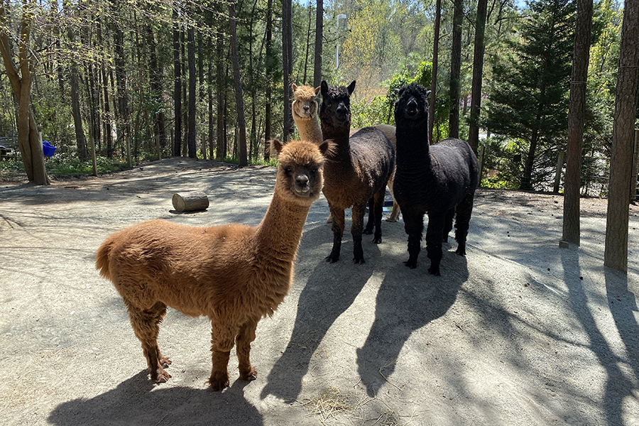 Alpacas receive their summer look - Museum of Life and Science
