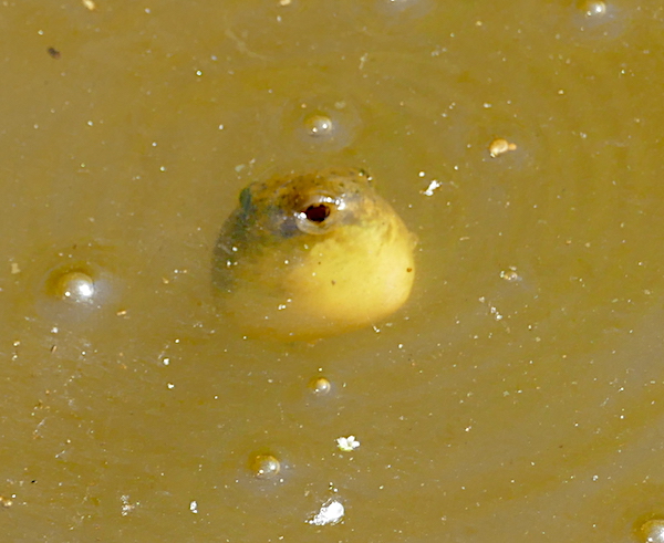 Little Turtles and Big Tadpoles - Museum of Life and Science