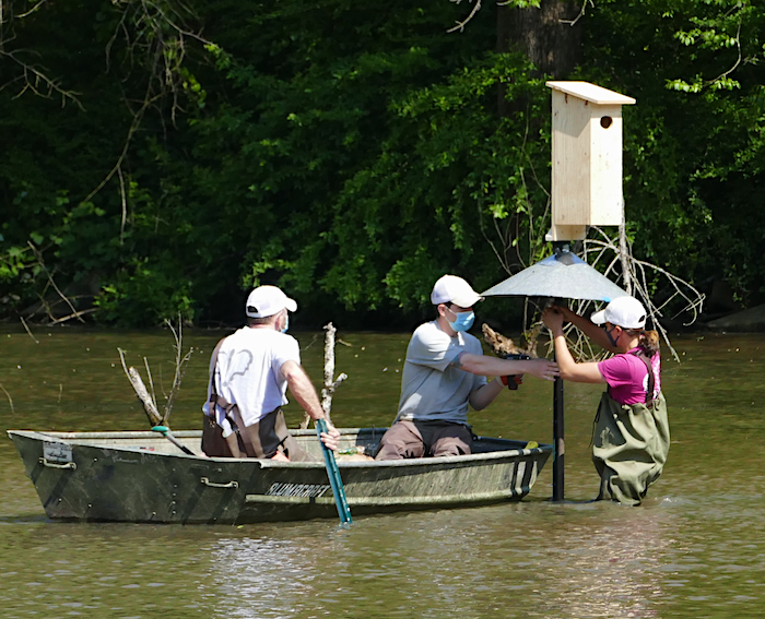 Wood duck nest box install and unexpected visitors! - Museum of Life ...