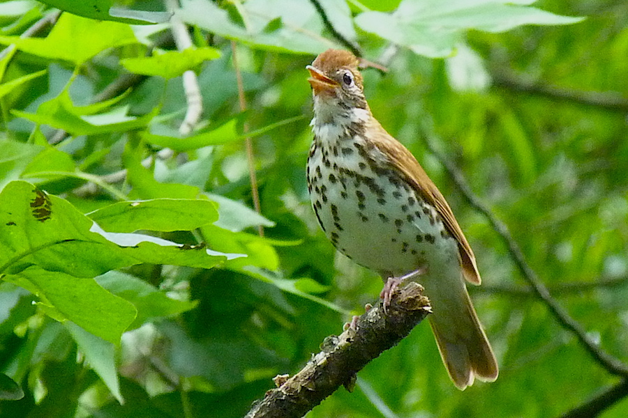 Thrushes on the trail - Museum of Life and Science