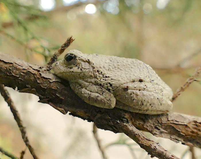 Frog Pipes - Museum of Life and Science