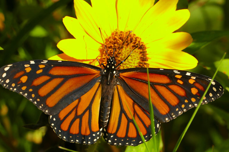 Fall - Museum of Life and Science