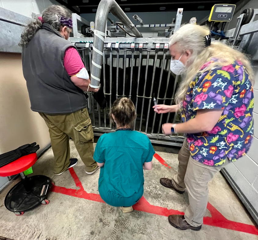 It's Bear Awareness Week - Museum of Life and Science