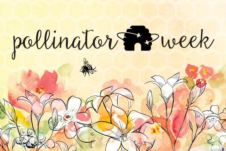 Pollinator Week - Museum of Life and Science
