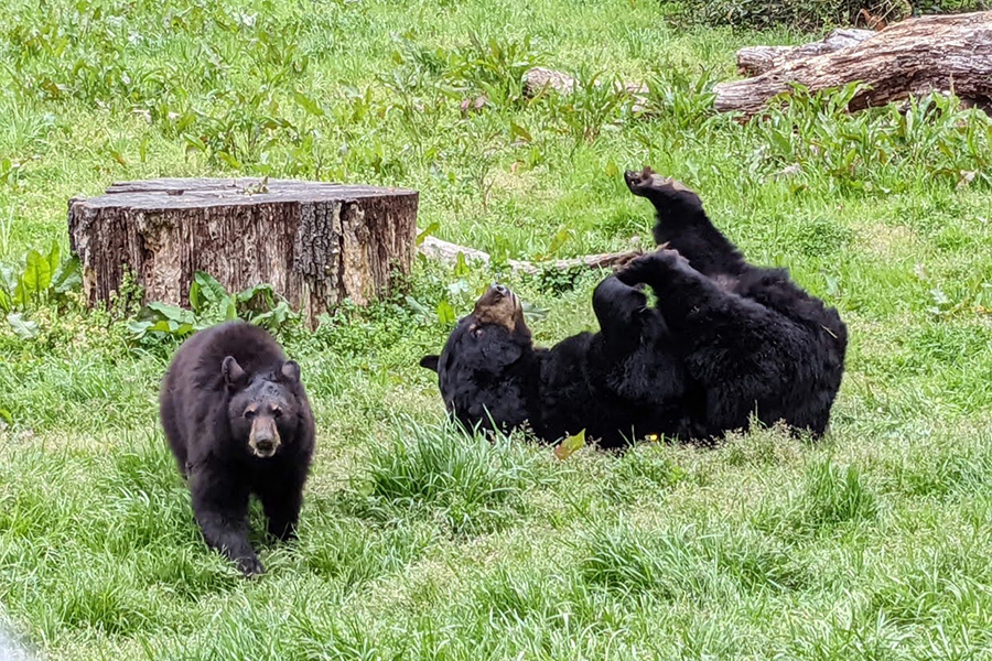 Little Bear update - Museum of Life and Science