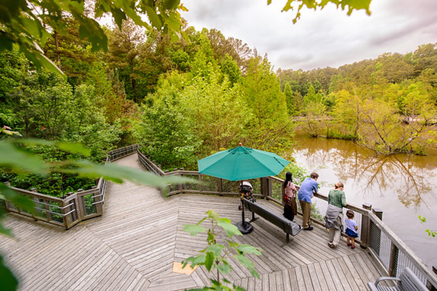 Explore the Wild: Wetland - Museum of Life and Science