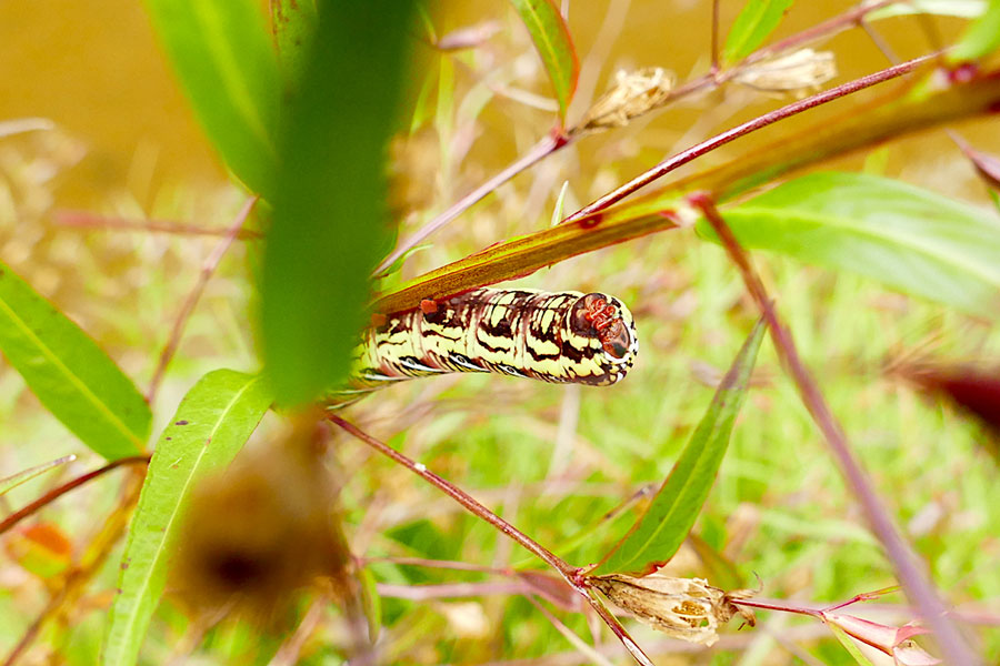 Time to get outside - Museum of Life and Science