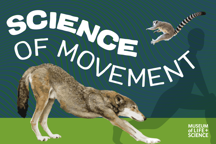 Science of Movement - Museum of Life and Science