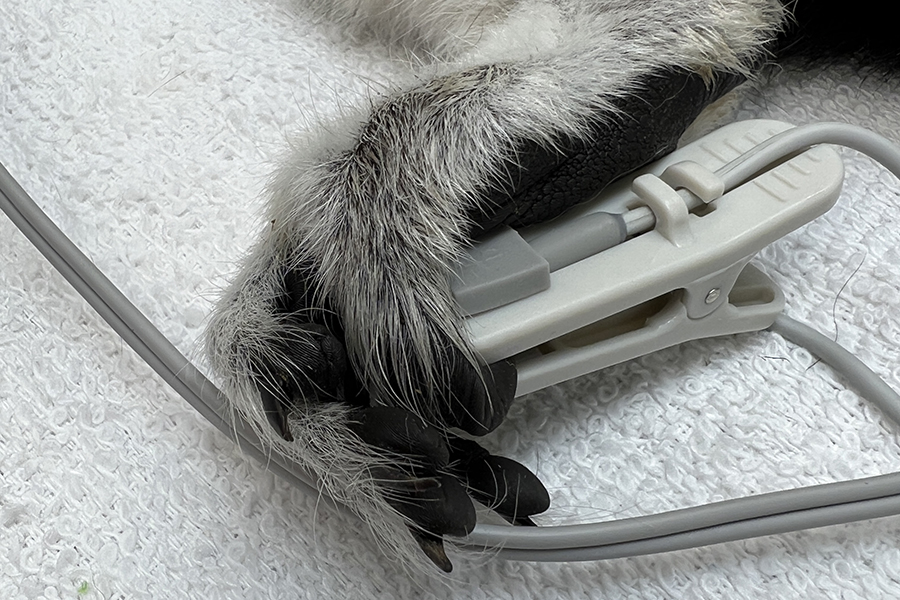 Lemur physicals complete - Museum of Life and Science