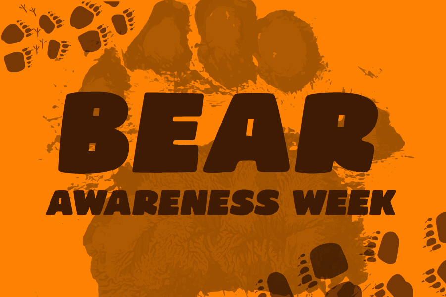 Bear Awareness Week - Museum of Life and Science