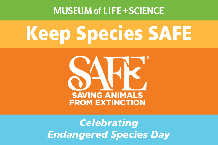 Keep Species SAFE: Celebrating Endangered Species Day - Museum of Life ...