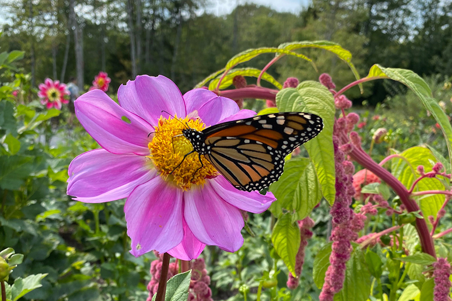 Carolina’s Wild Butterflies: Identification and Monitoring - Museum of ...
