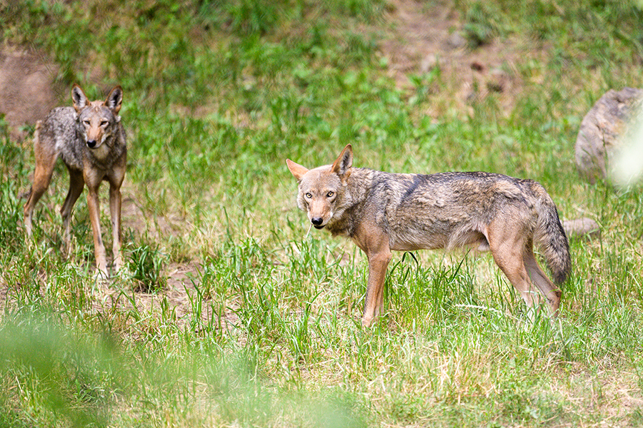 Red Wolf Week - Museum of Life and Science