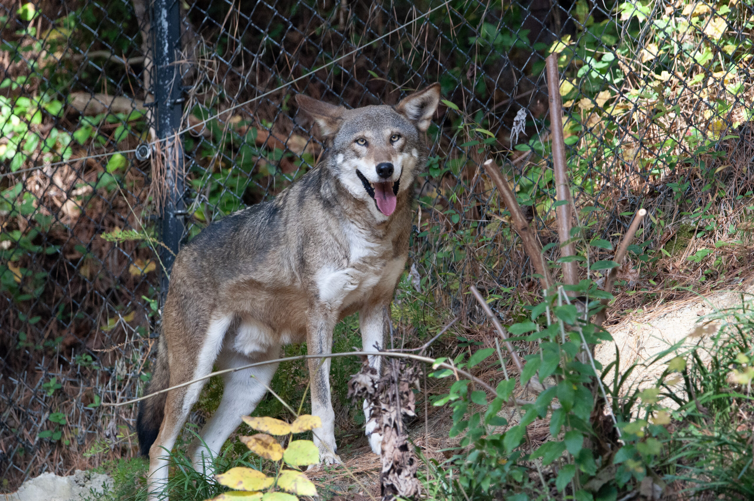 RELEASE: Museum announces arrival of male red wolf Adeyha - Museum of ...