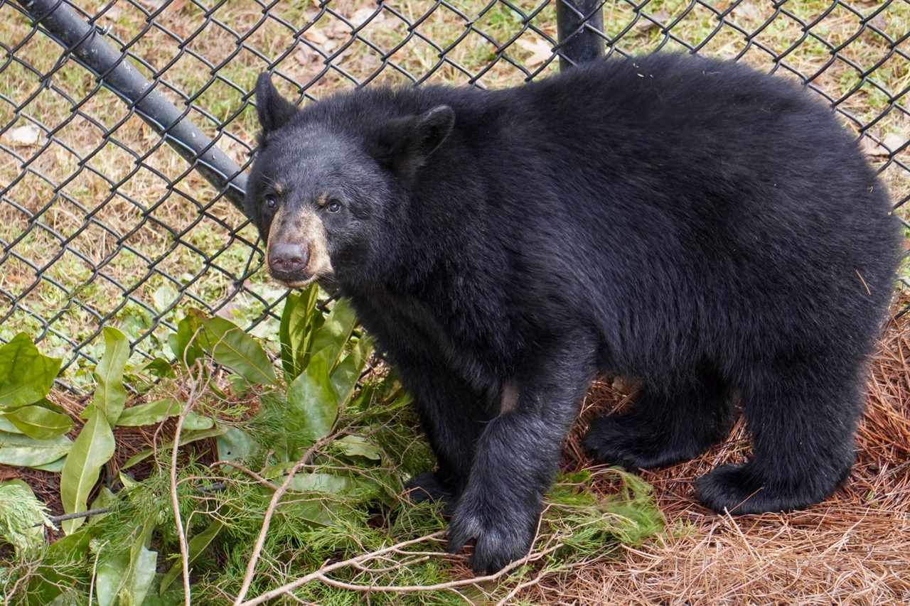 Creating home for a cub - Museum of Life and Science