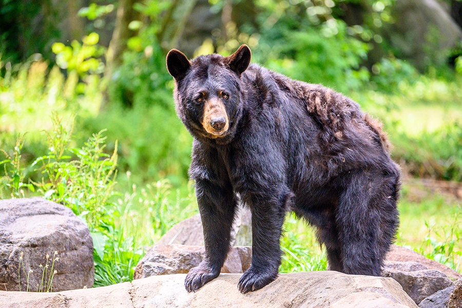 With gratitude for a life well lived - Museum of Life and Science
