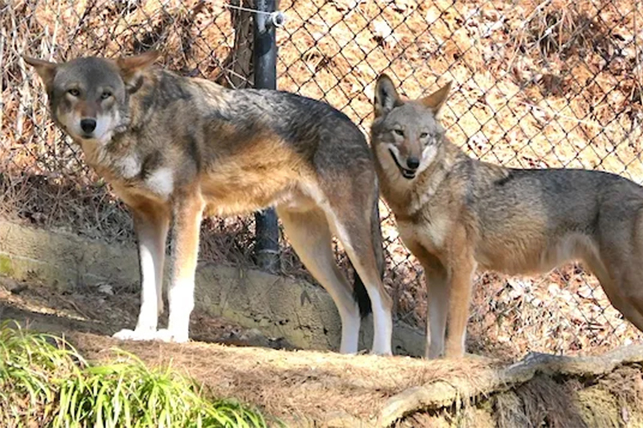 Red Wolf behavior - Museum of Life and Science