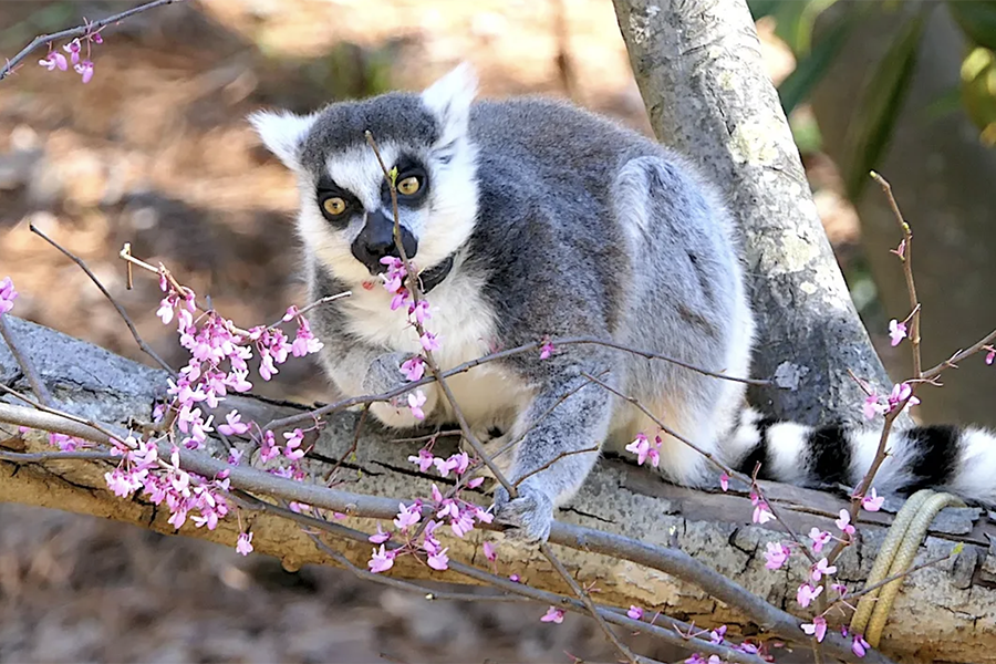 Lemurs eat, tree swallow inspects, and chickadee nests - Museum of Life ...
