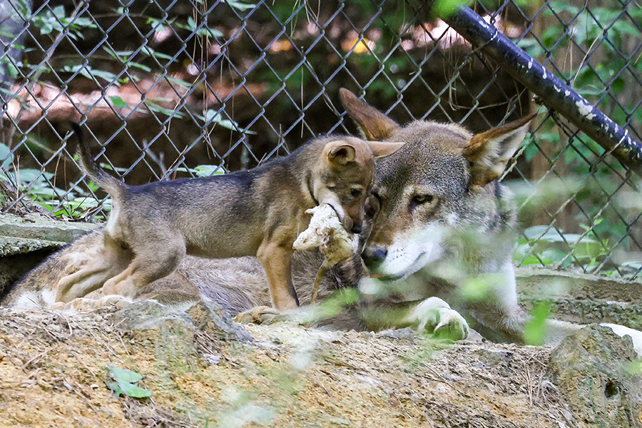 Behind the 2024 Red Wolf SAFE Meeting - Museum of Life and Science