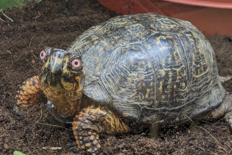 Sometimes the smallest among us has the biggest impact - Museum of Life ...